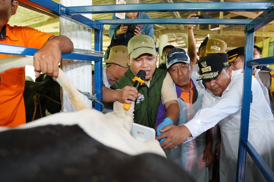 Galakkan Inseminasi Buatan Pemprov Sulsel Jadikan Enrekang Sentral